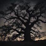 What Are Texas' Most Notorious Hanging Trees? - Silent Balance
