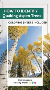 How to Identify Quaking Aspen Trees - [Coloring Sheets Included ...