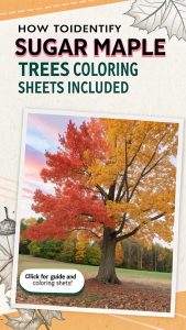 How to Identify Sugar Maple Trees - [Coloring Sheets Included] - Silent ...